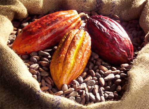 Ivory Coast: 40% of world's cocoa under threat of destruction
