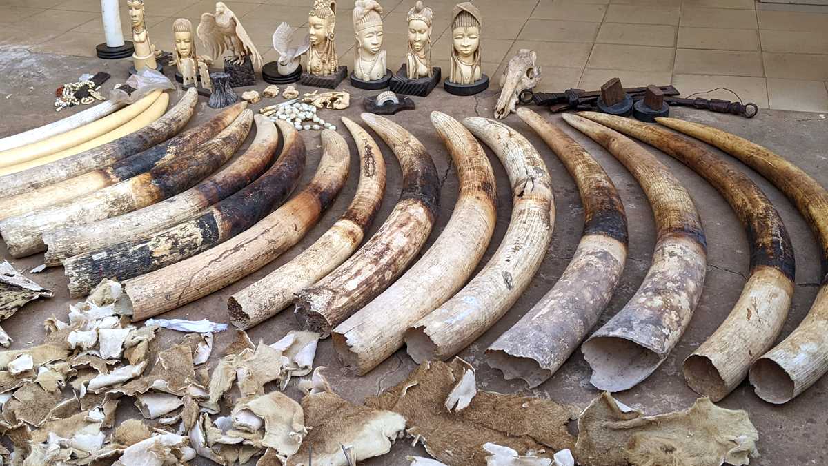 De l'éléphant au pangolin, le mythe de l'ivoire et des écailles